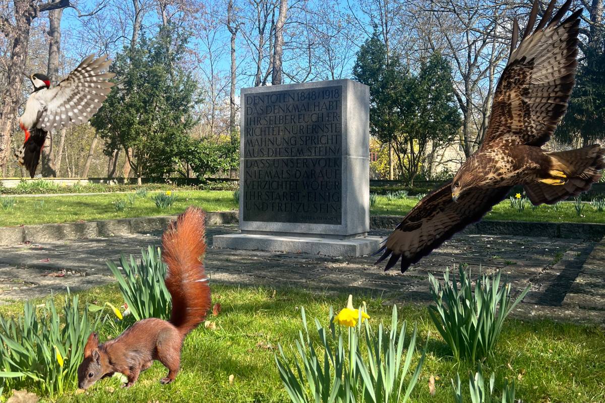 Urban nature and tree exploration at the Cemetery of the March Fallen ...